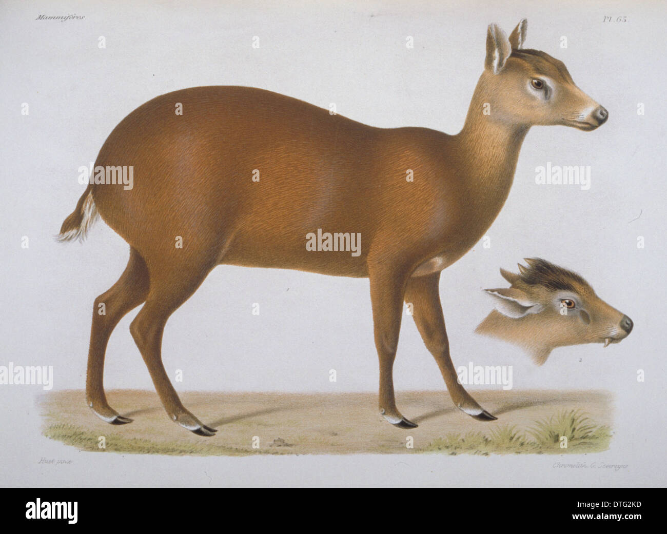 Elaphodus hi-res stock photography and images - Alamy