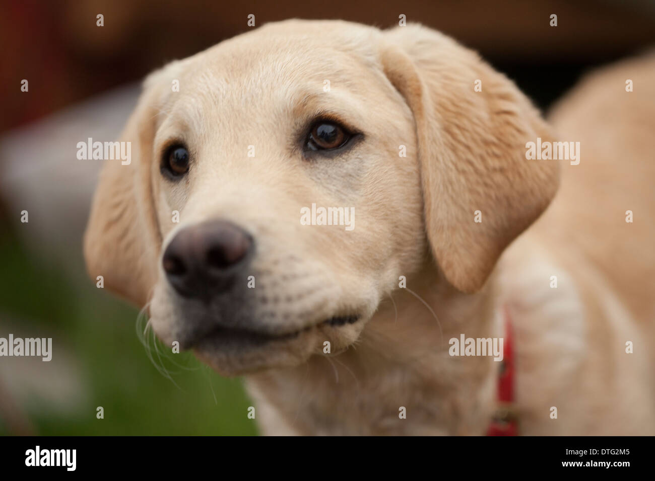 Golden labrador dog hi-res stock photography and images - Alamy