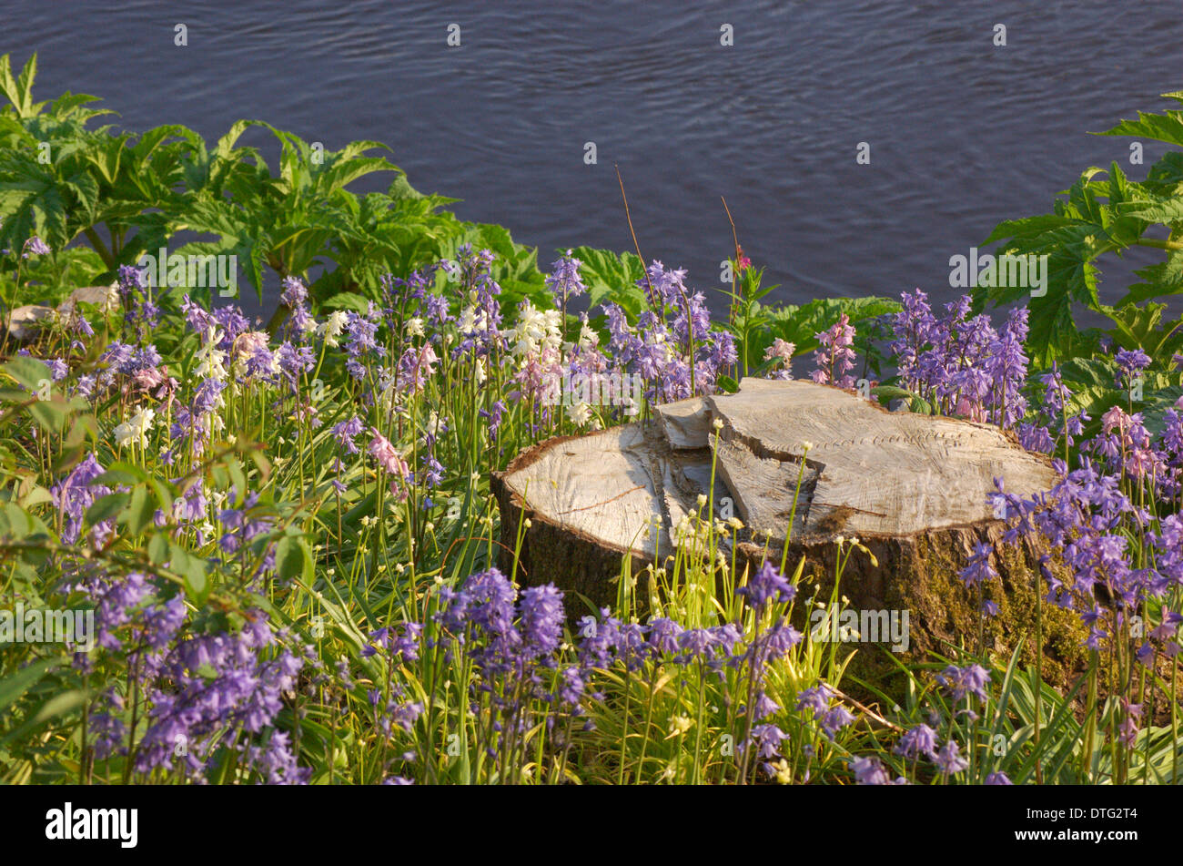 Tree stump on the bank of the River Clyde at Dalmarnock in Glasgow ...
