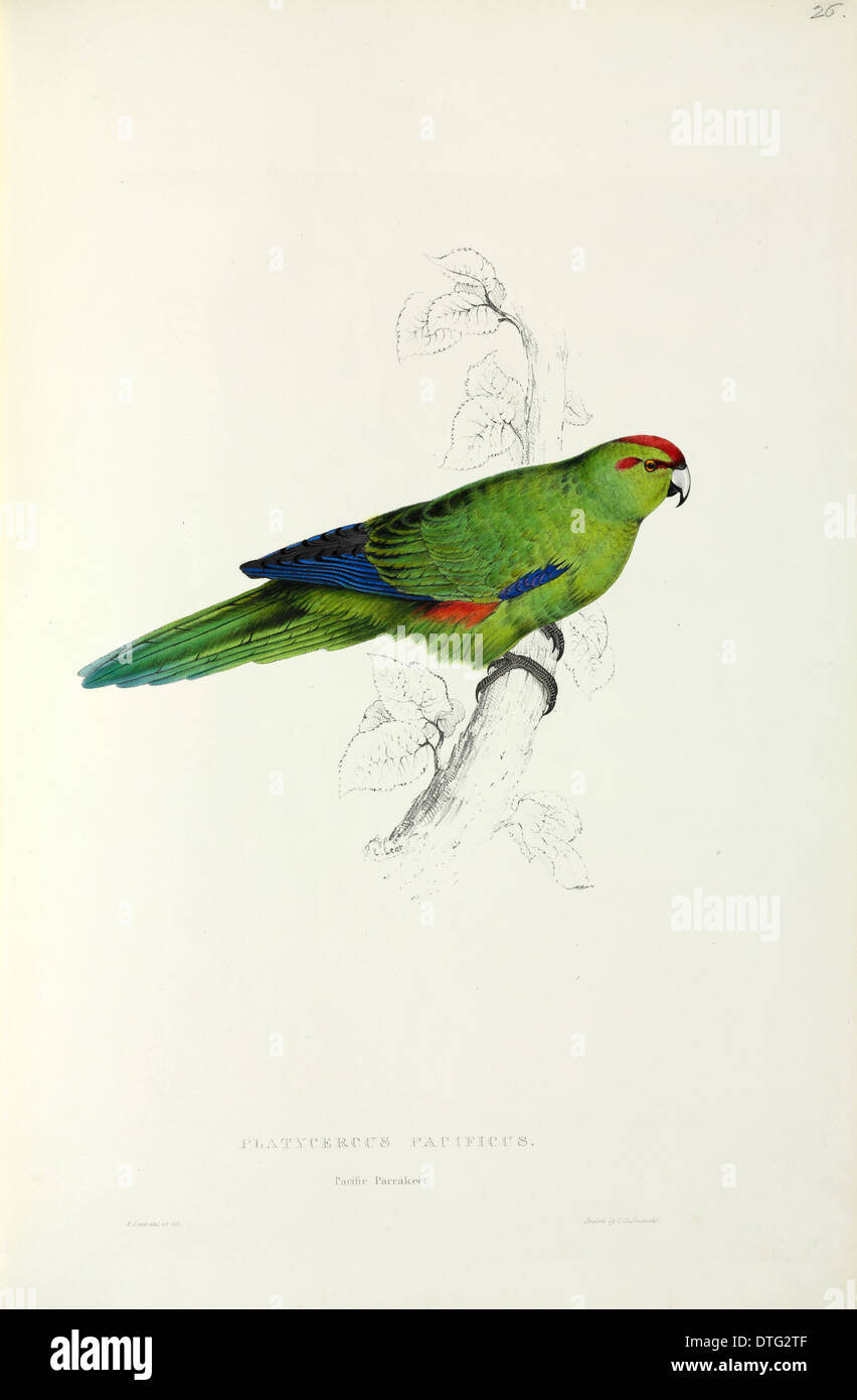 Aratinga strenua, Pacific parakeet Stock Photo - Alamy