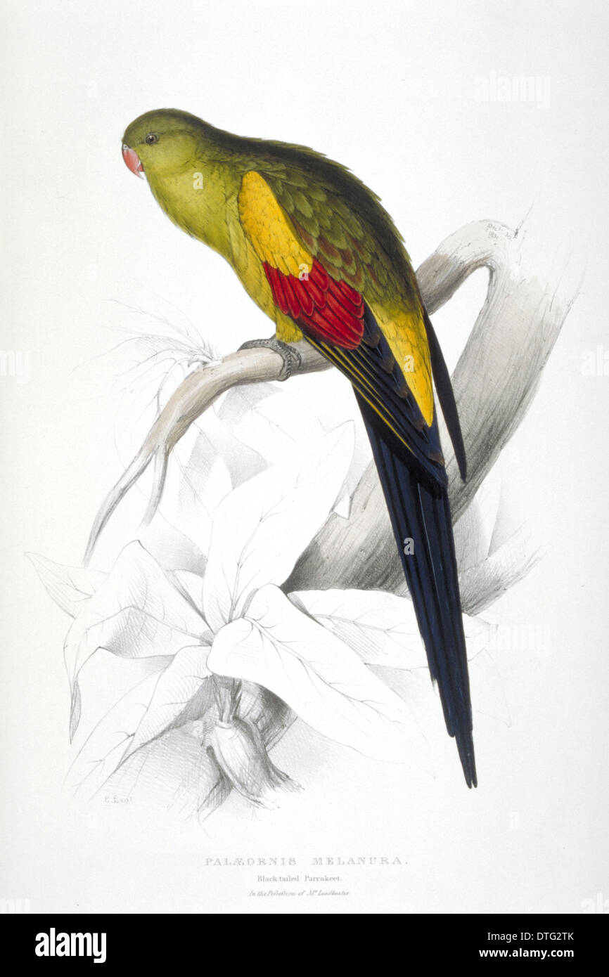 Regent Parrots Stock Photos & Regent Parrots Stock Images - Alamy