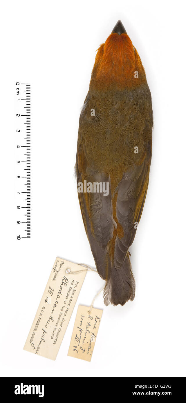 Drepanididae hi-res stock photography and images - Alamy