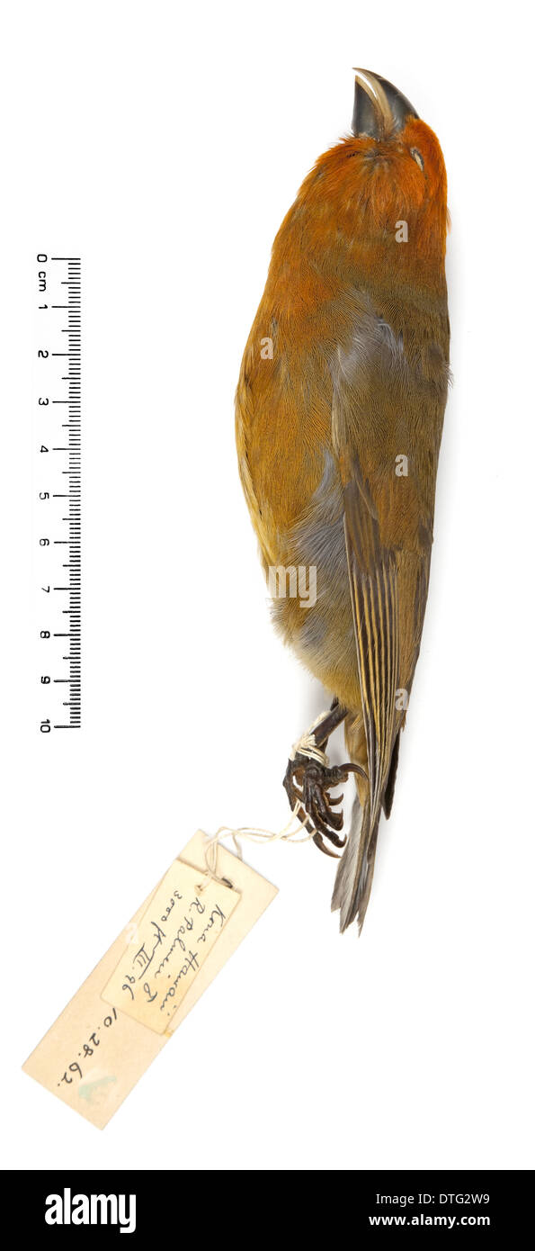 Rhodacanthis palmeri, greater koa finch Stock Photo - Alamy