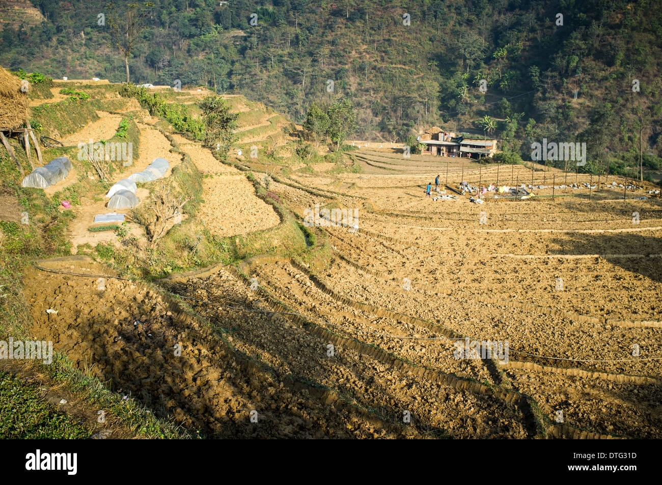 Fields in Nepal Stock Photo - Alamy