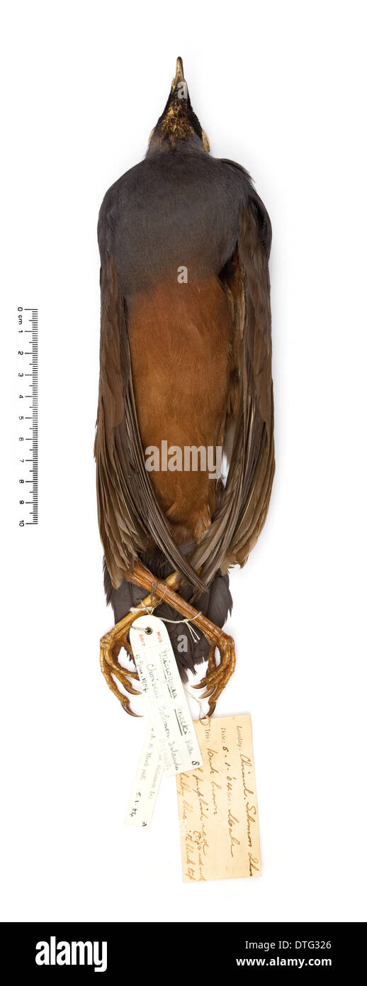 Choiseul bird hi-res stock photography and images - Alamy