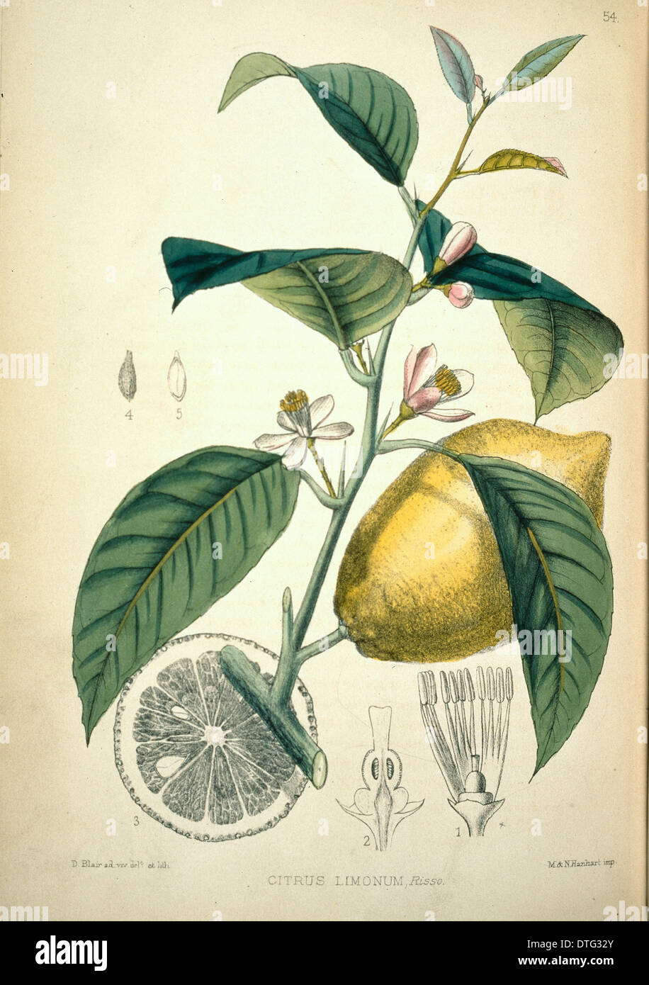 Citrus limonum, lemon Stock Photo - Alamy