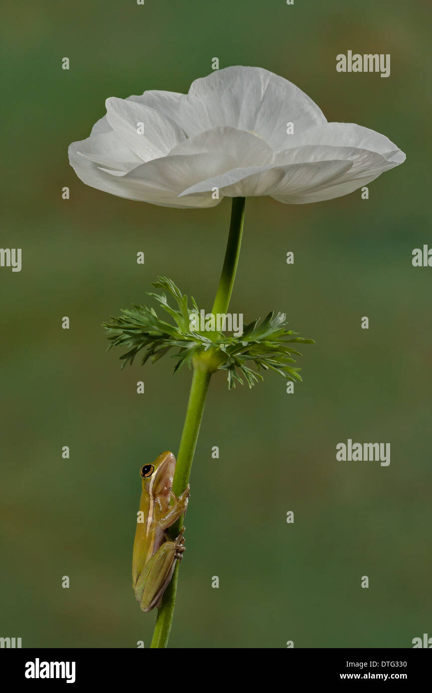 Tree climbing frogs hi-res stock photography and images - Alamy