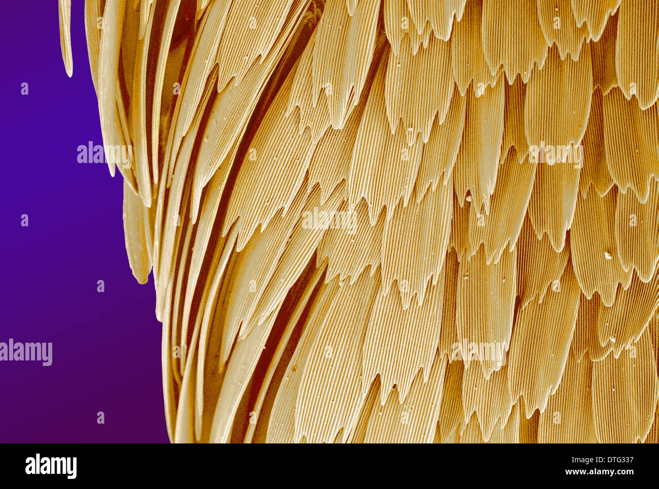 Butterfly wing microscope hi-res stock photography and images - Alamy
