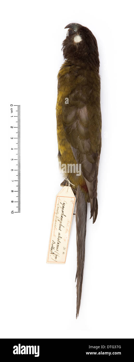 Cyanoramphus ulietanus, Raiatea parakeet Stock Photo - Alamy