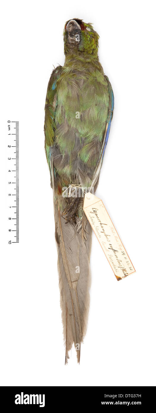 Cyanoramphus zealandicus, black-fronted parakeet Stock Photo - Alamy