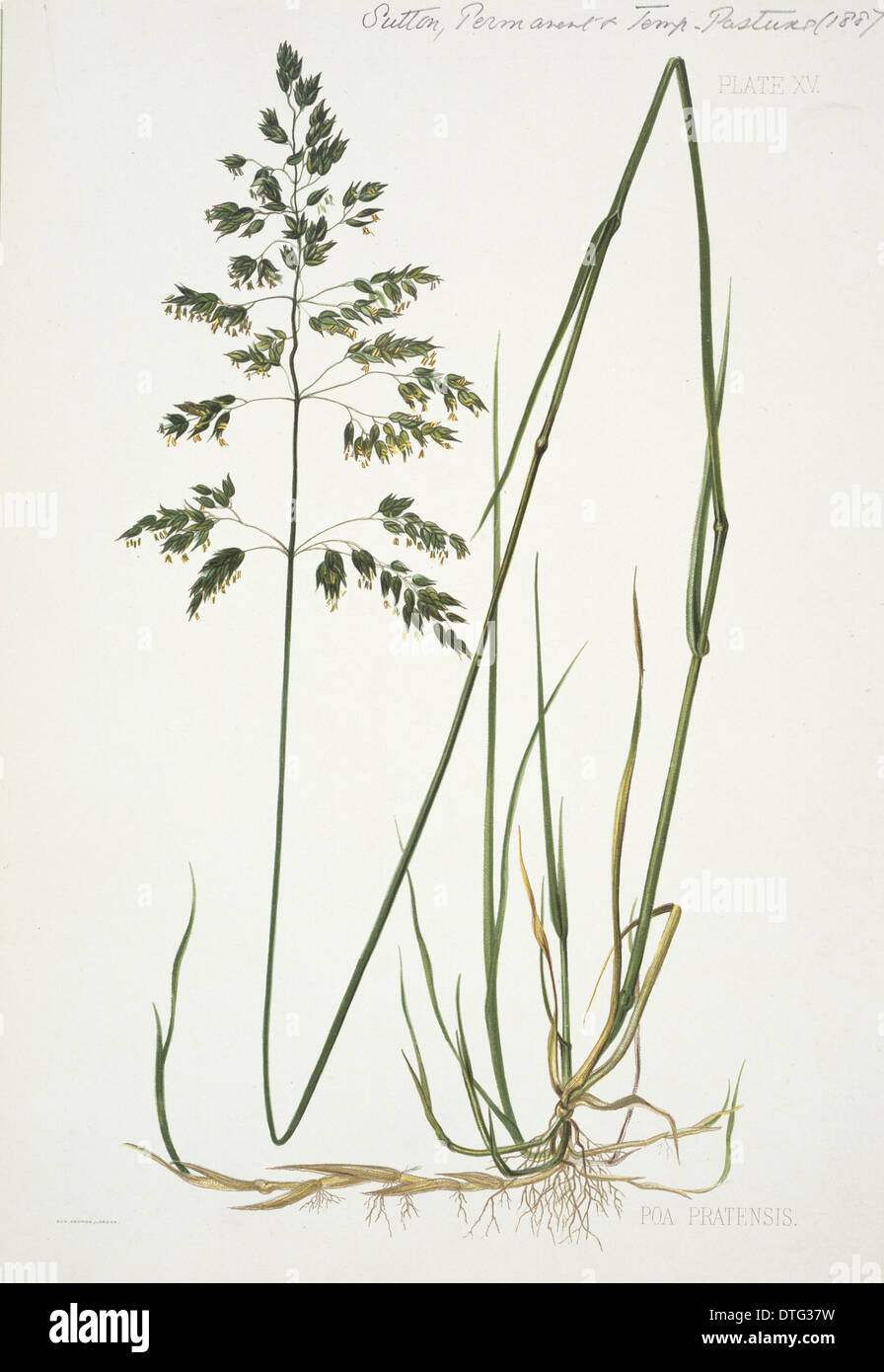 Poa pratensis, smooth meadow-grass Stock Photo - Alamy