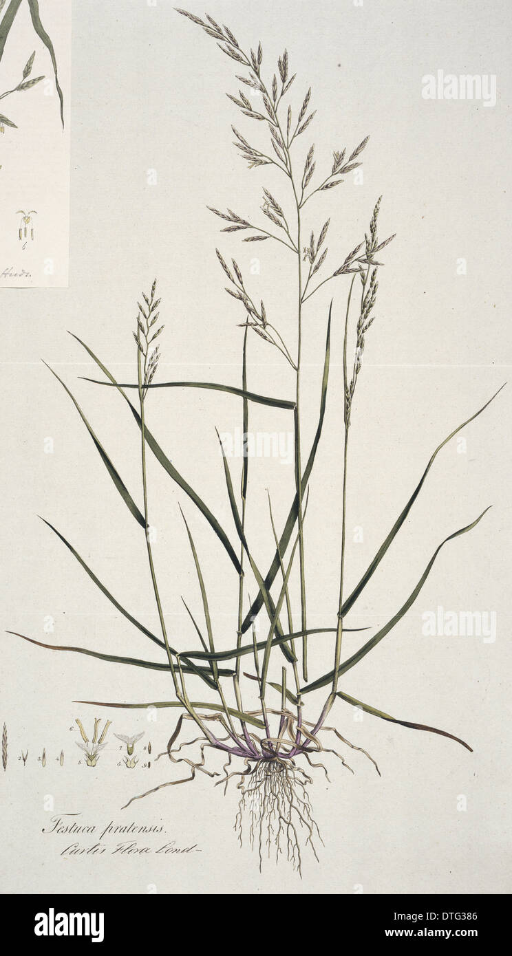 Meadow fescue grass hi-res stock photography and images - Alamy