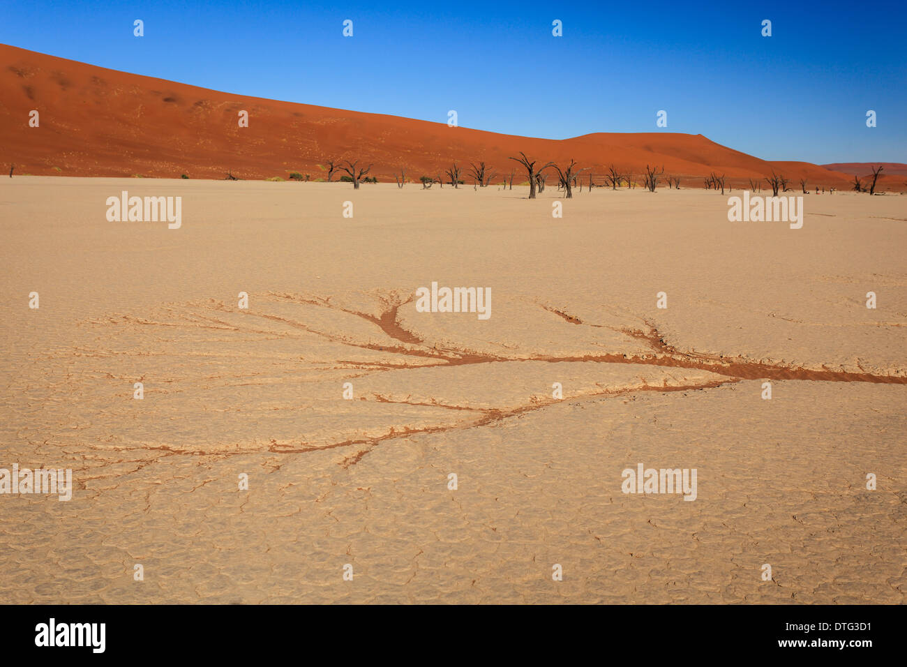 Mud tree hi-res stock photography and images - Alamy