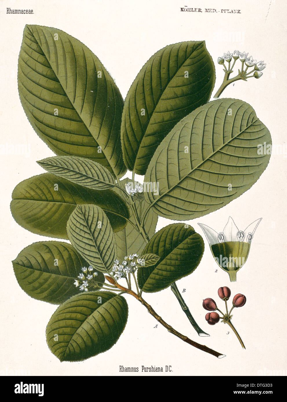 Rhamnus purshiana, cascara buckthorn Stock Photo - Alamy