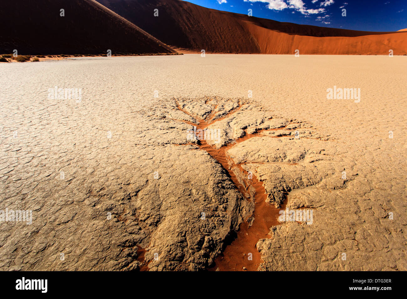 Mud tree design in dry desert lake Stock Photo - Alamy