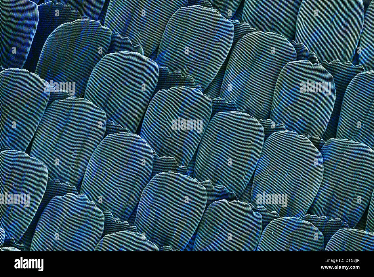 Heliconius doris, doris longwing Stock Photo - Alamy