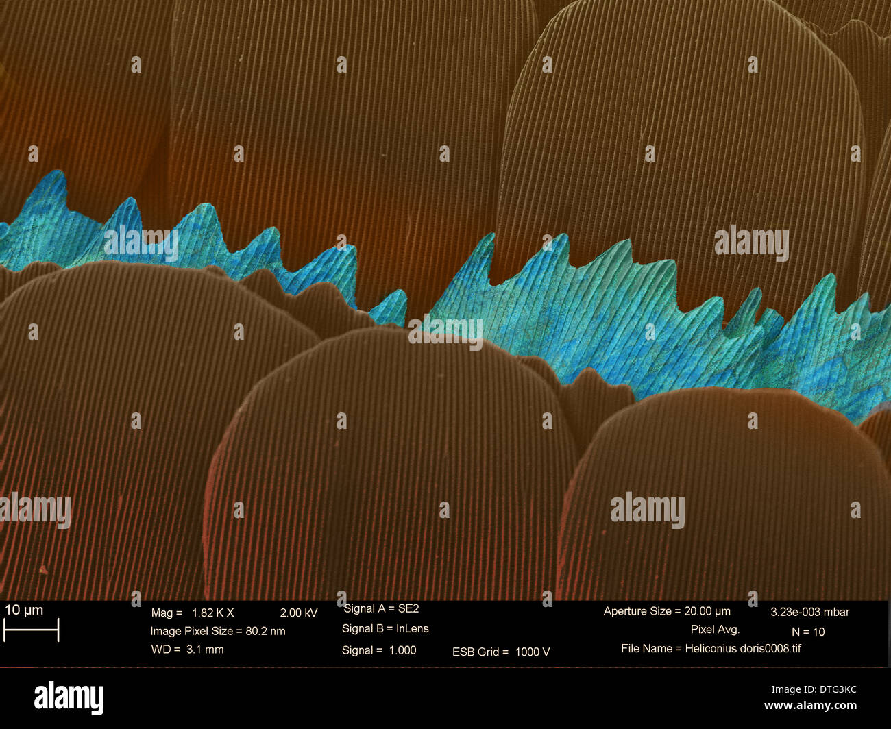 Heliconius doris, doris longwing Stock Photo - Alamy
