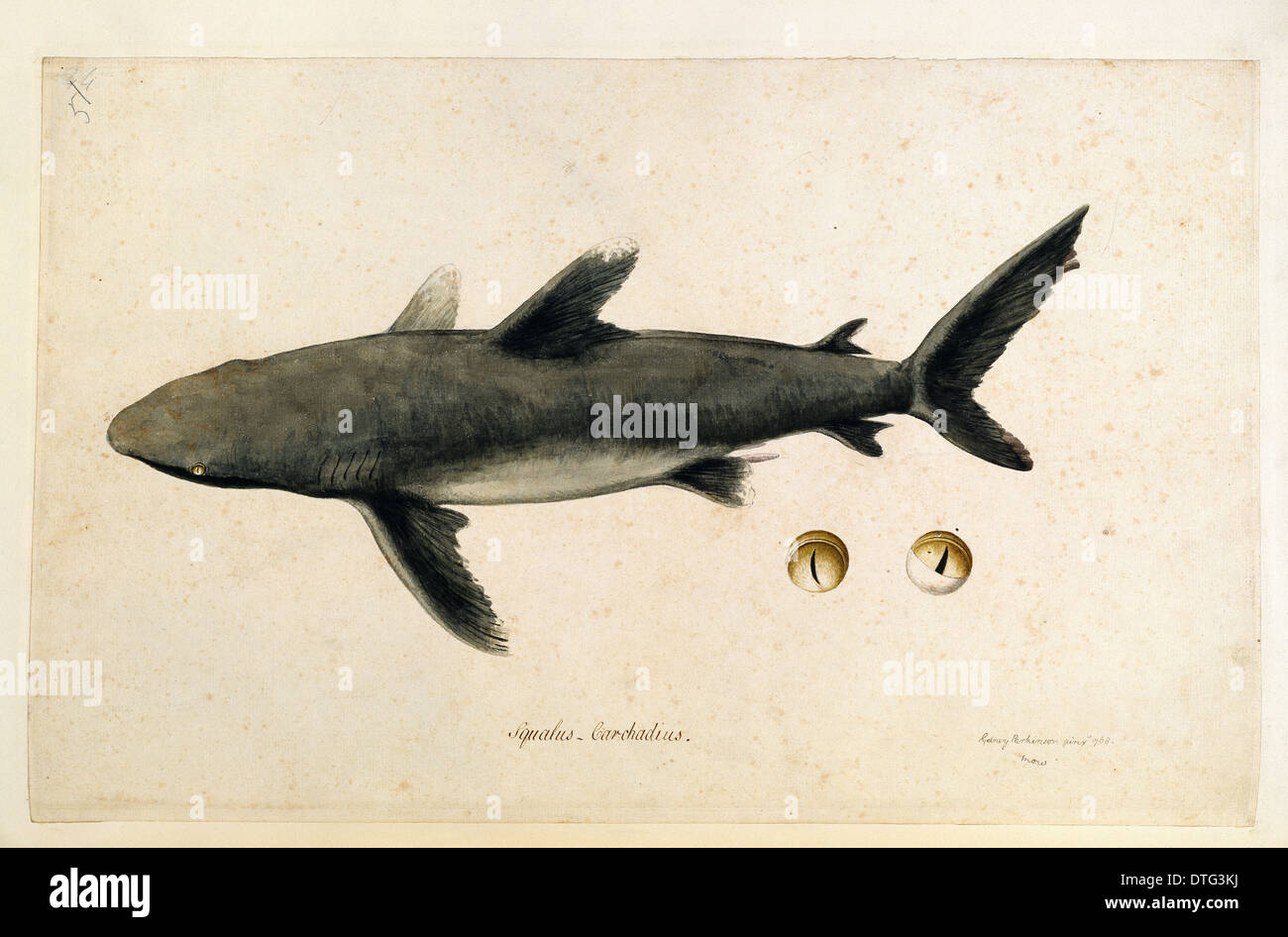 Carcharhiniform hi-res stock photography and images - Alamy