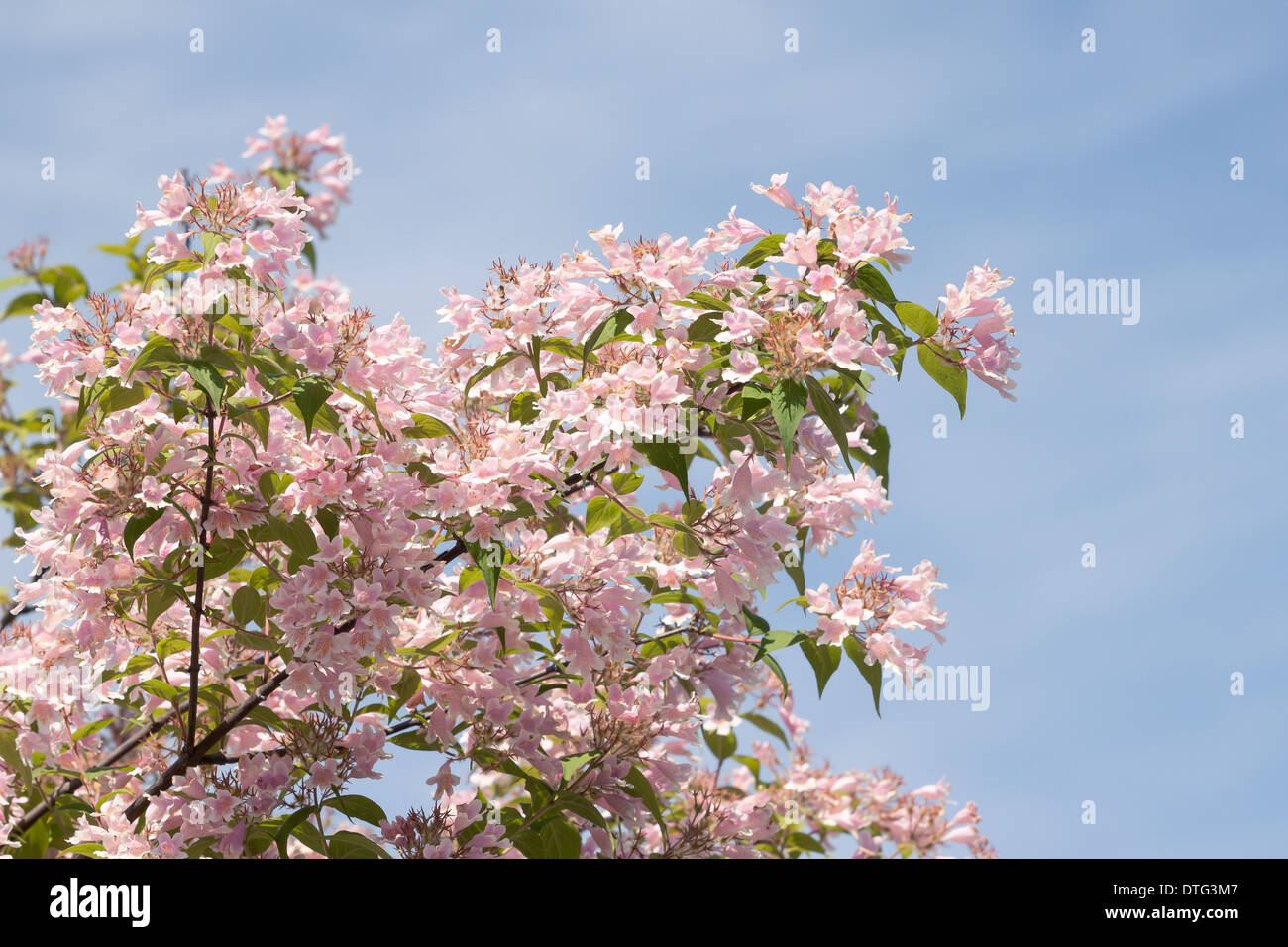 Flower against blue sky hi-res stock photography and images - Alamy