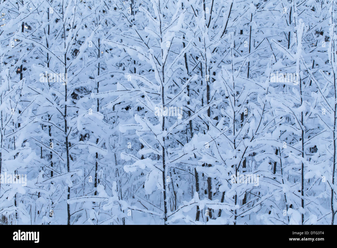 Winter trees background. Winter landscape with trees Stock Photo - Alamy