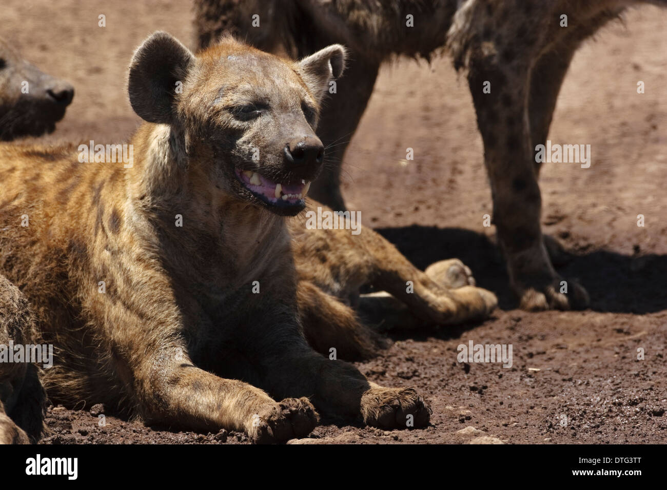 Spotted Hyena (Crocuta crocuta) resting Stock Photo - Alamy