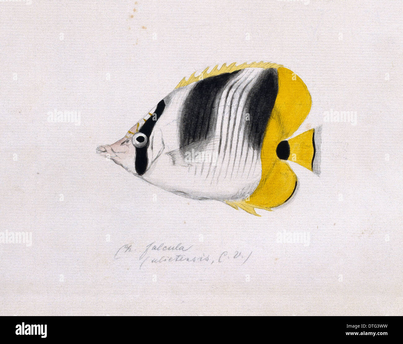 Long finned chaetodon hi-res stock photography and images - Alamy