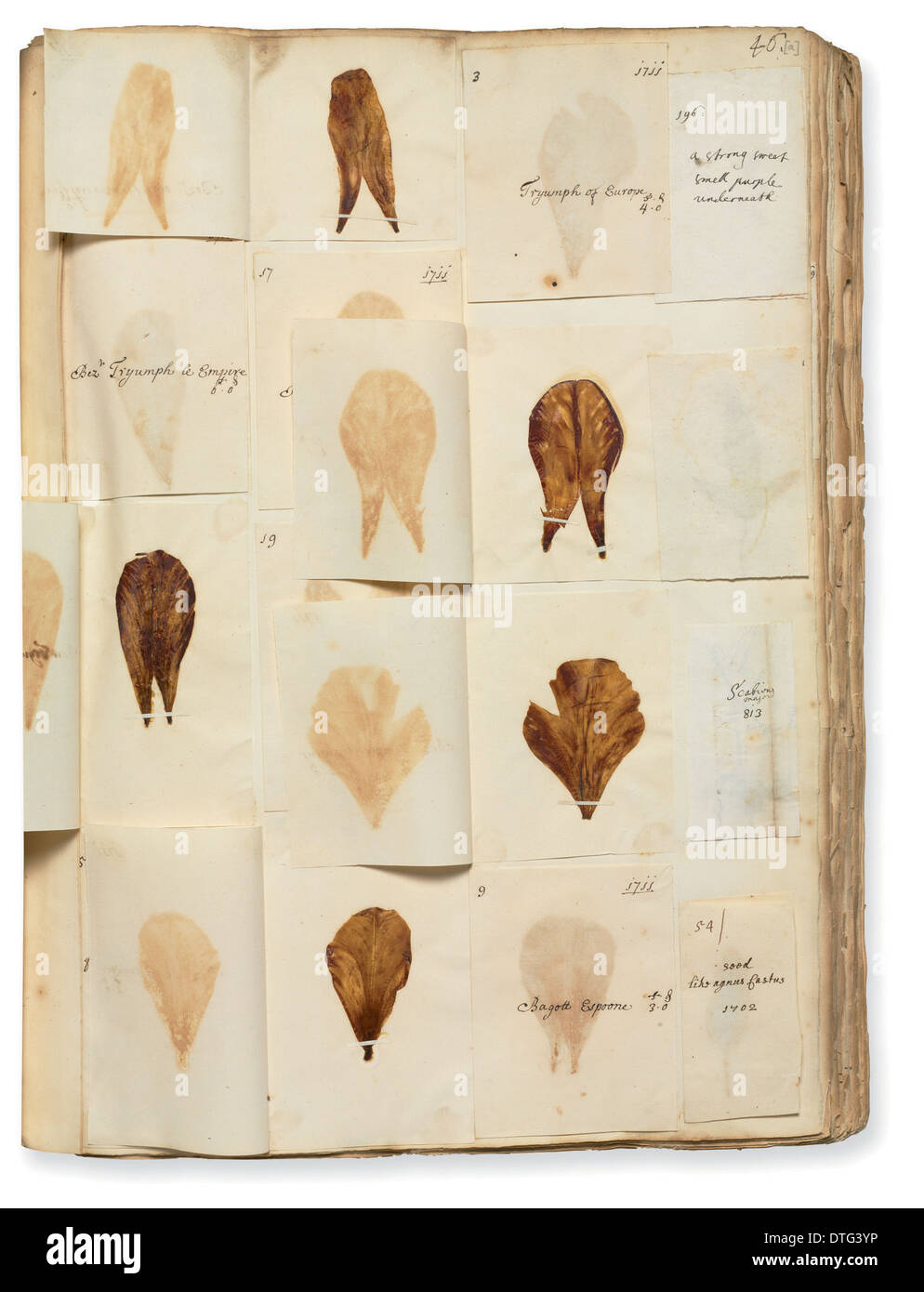 Pressed Tulip specimens Stock Photo - Alamy
