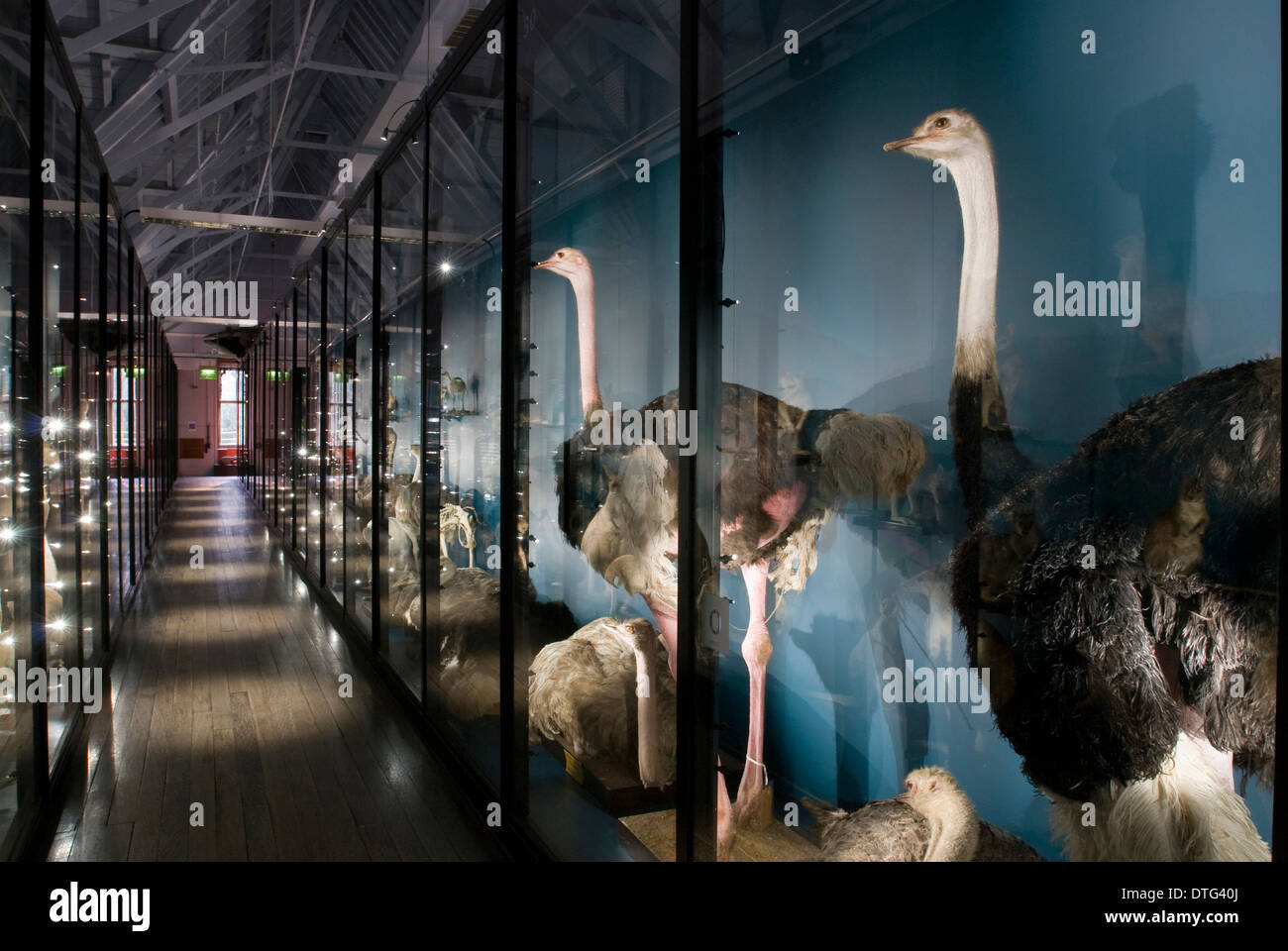 The Natural History Museum at Tring Stock Photo - Alamy