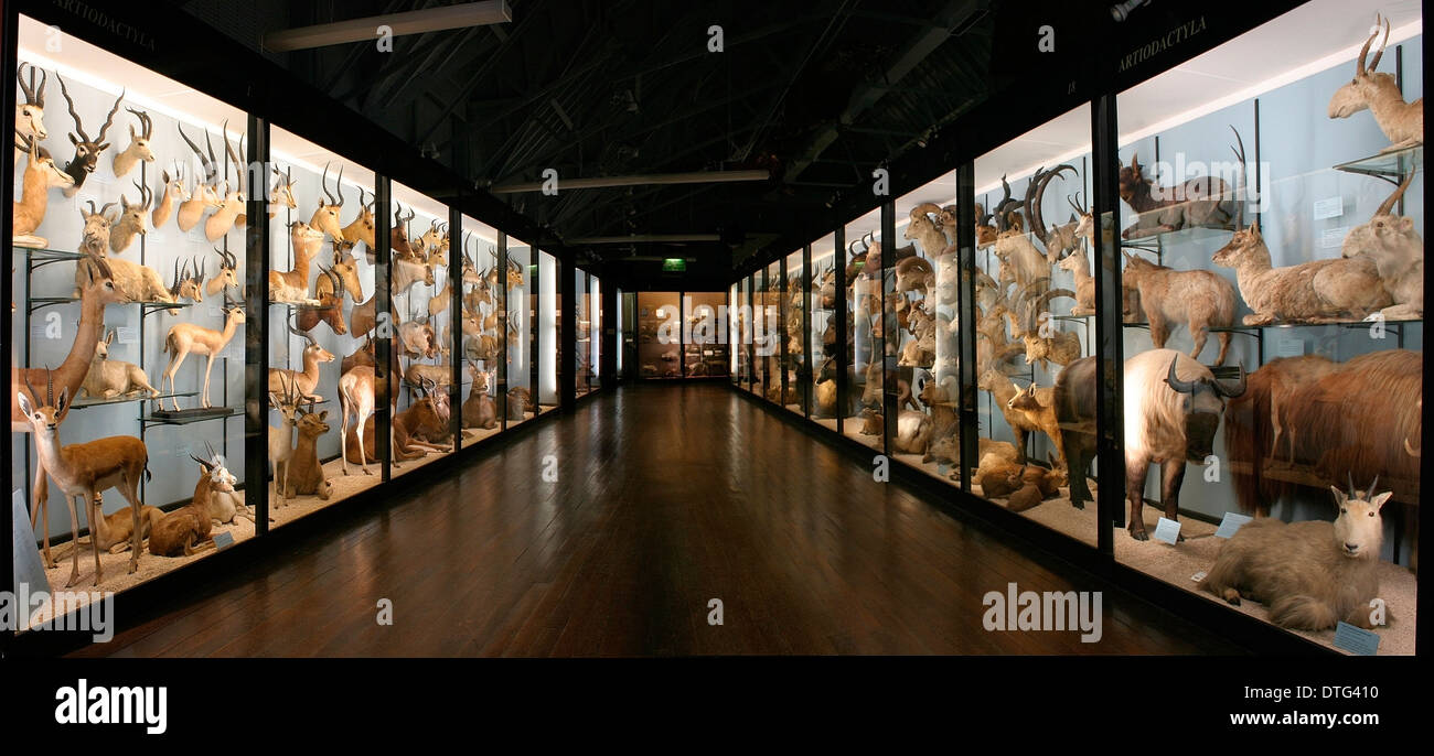 Tring museum hi-res stock photography and images - Alamy