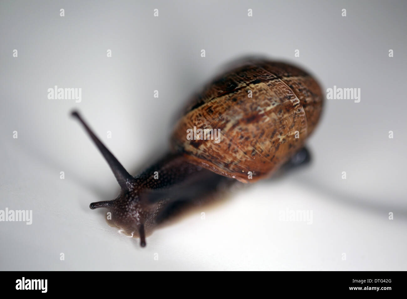 Helix aspersa young hi-res stock photography and images - Alamy