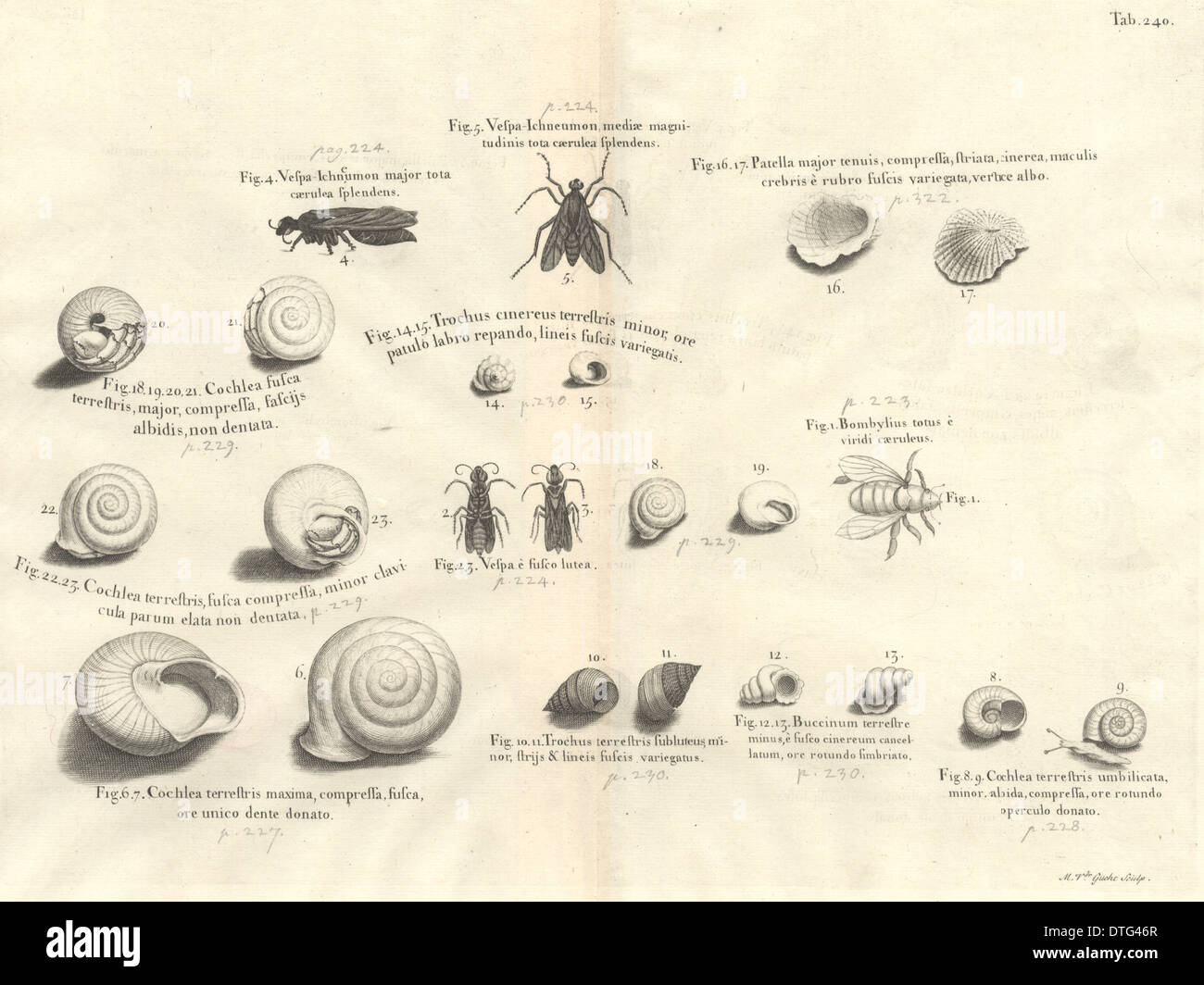 Shell and insect illustration Stock Photo - Alamy