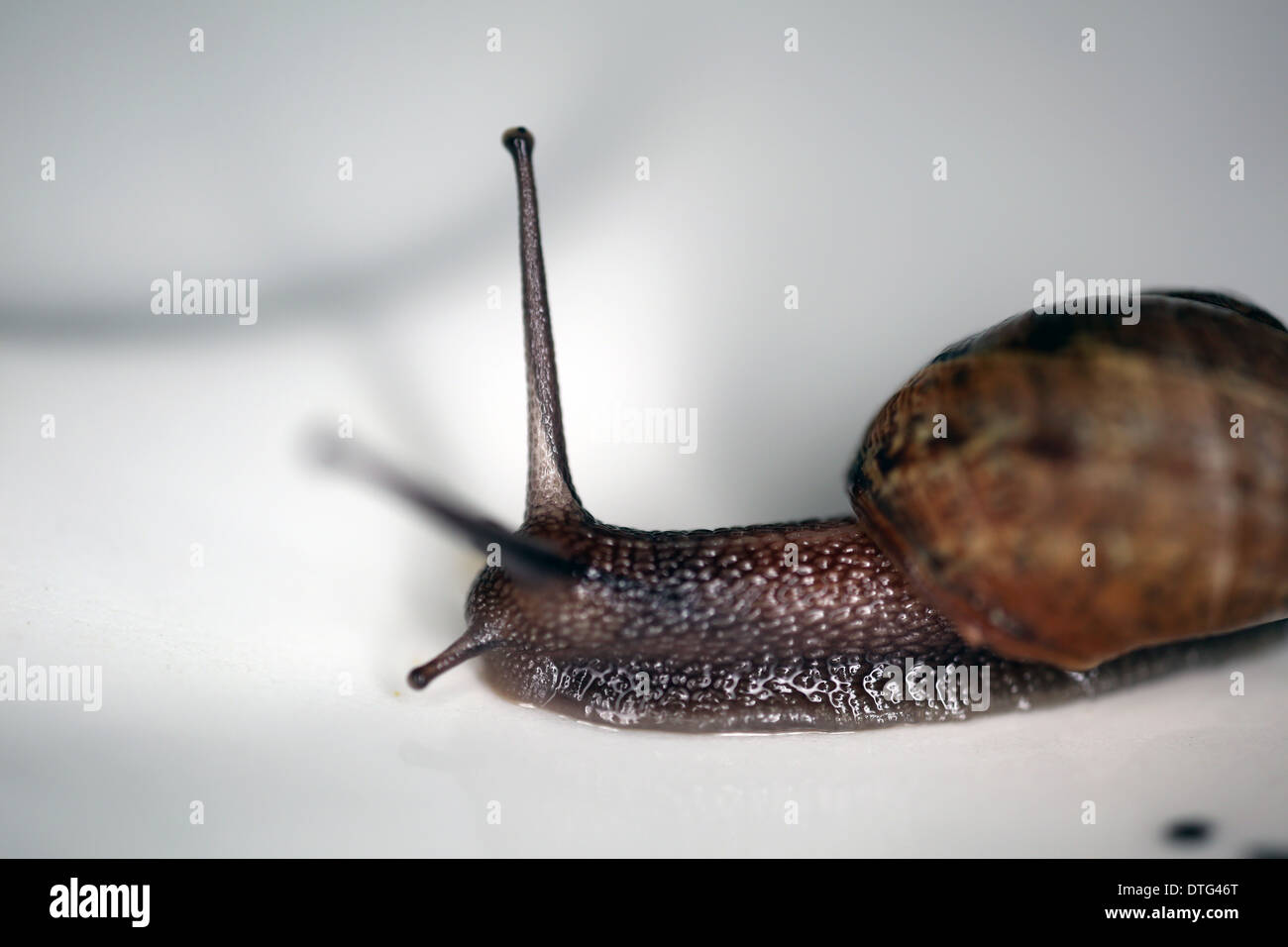 Mollusc Radula High Resolution Stock Photography and Images - Alamy