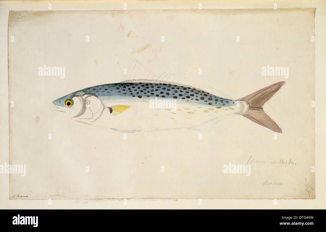 Arripis hi-res stock photography and images - Alamy