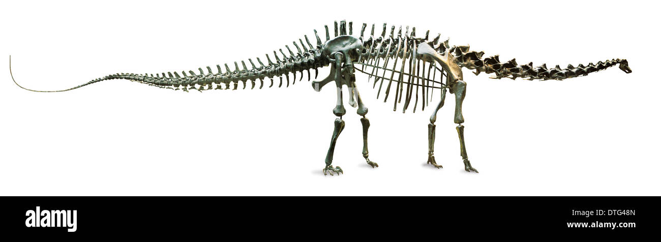 Carnegie museum of natural history Cut Out Stock Images & Pictures - Alamy