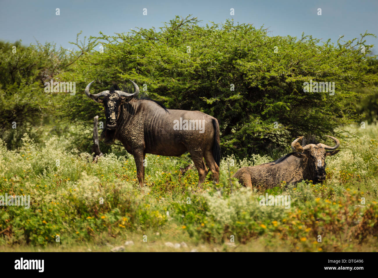 Blue wildebeest eating grass hi-res stock photography and images - Alamy
