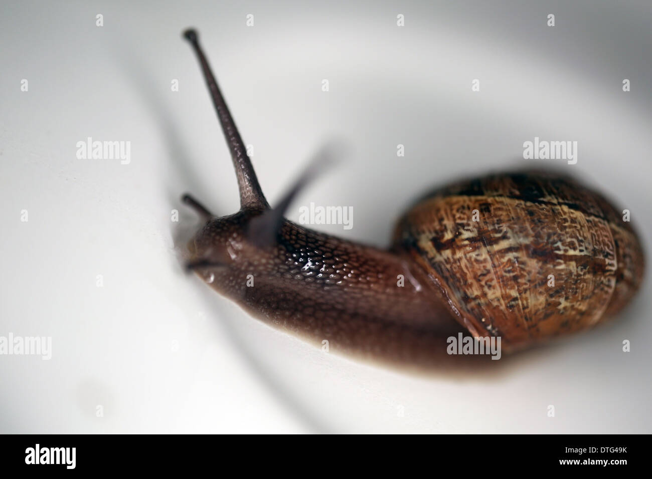 Mollusc Radula High Resolution Stock Photography and Images - Alamy