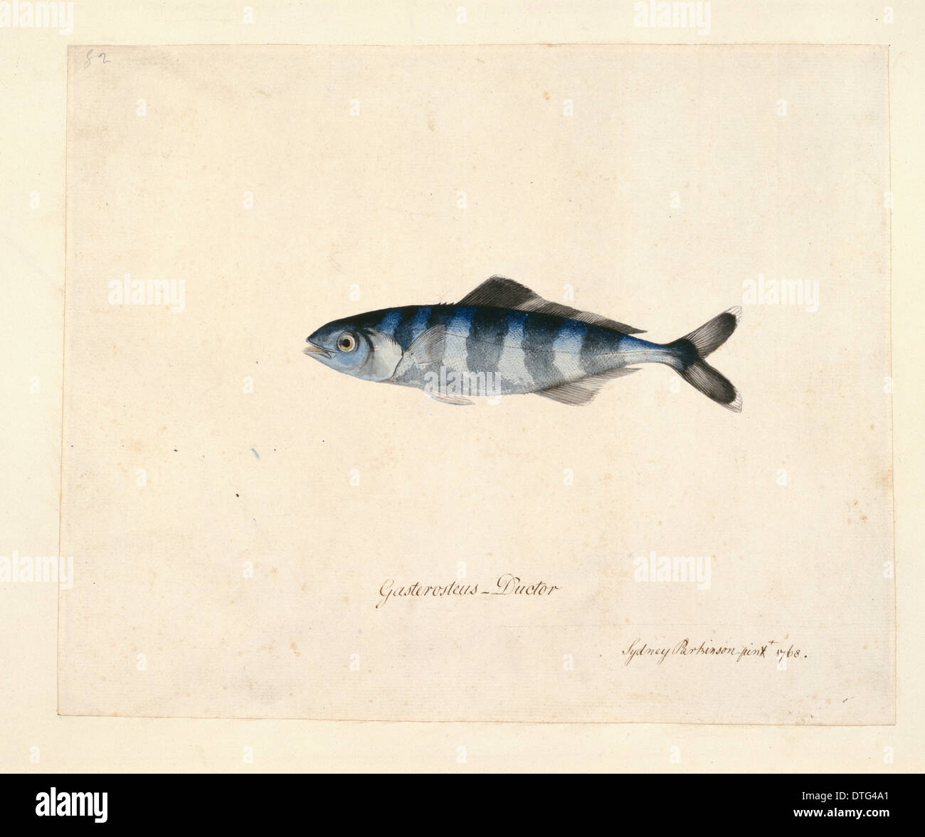 Naucrates ductor, pilotfish Stock Photo - Alamy