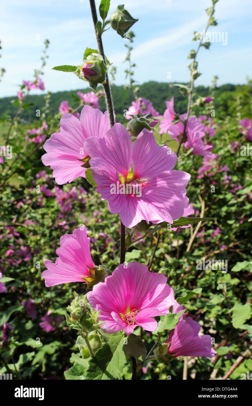 Malva Alcea or hollyhock mallow in Turenne Dordogne France Stock Photo ...