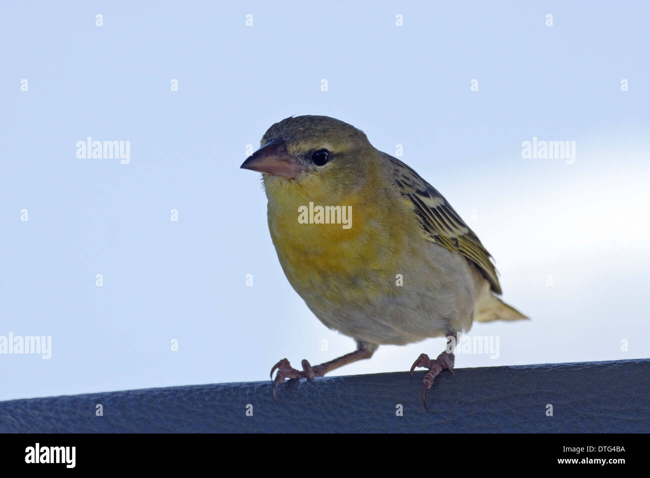 Female weaver birds hi-res stock photography and images - Alamy