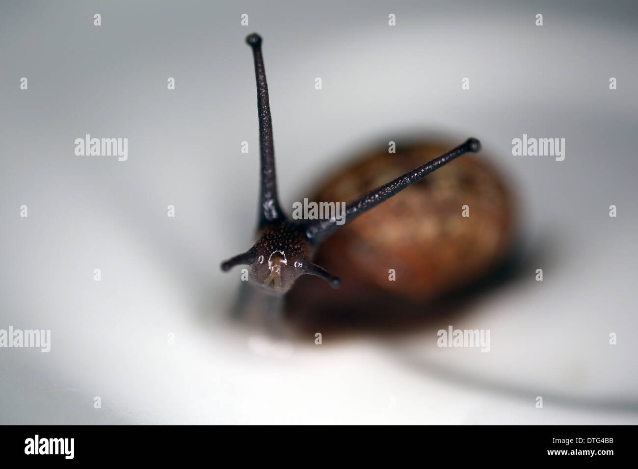 Mollusc Radula High Resolution Stock Photography and Images - Alamy