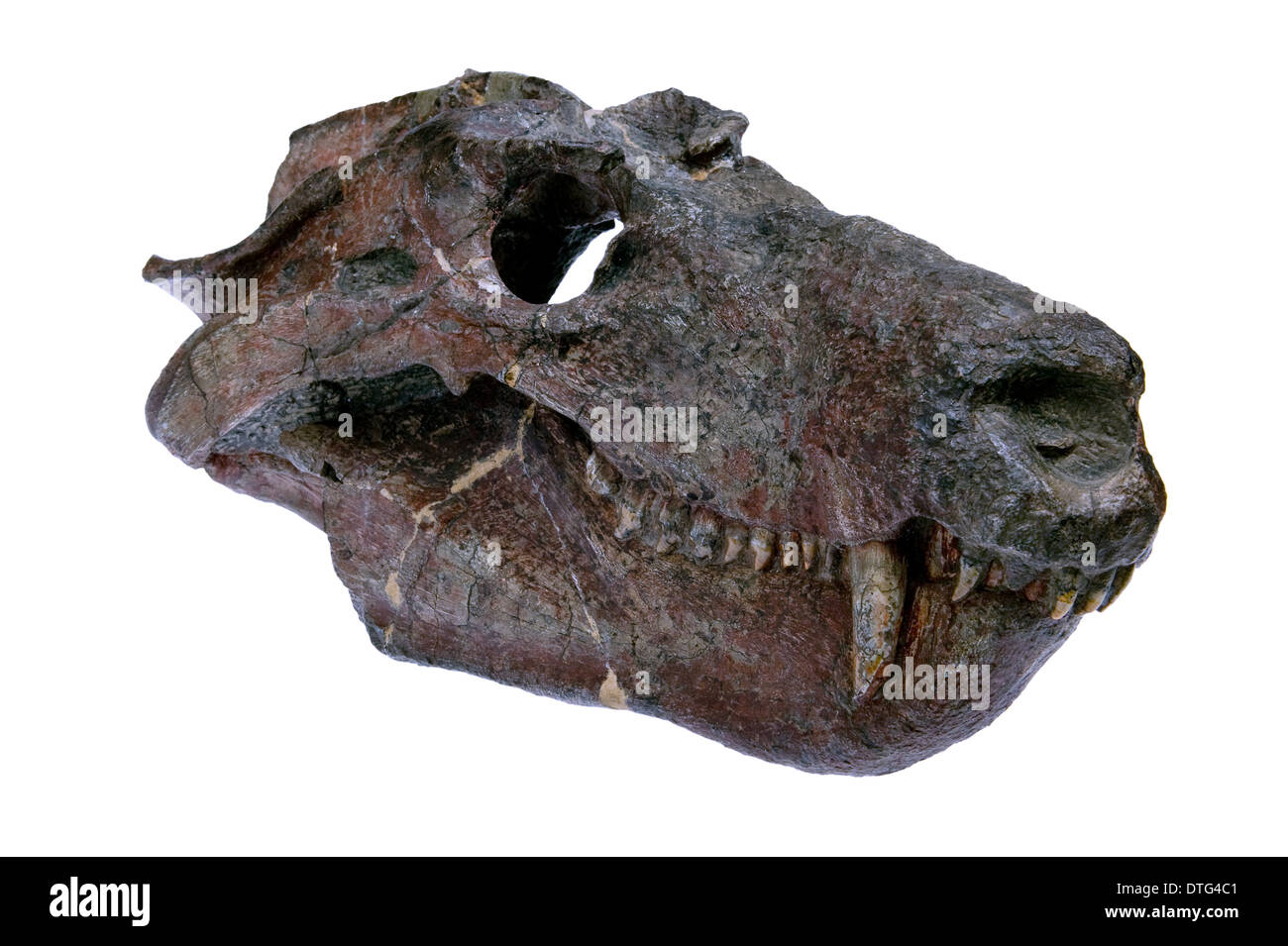 Cynodontia hi-res stock photography and images - Alamy