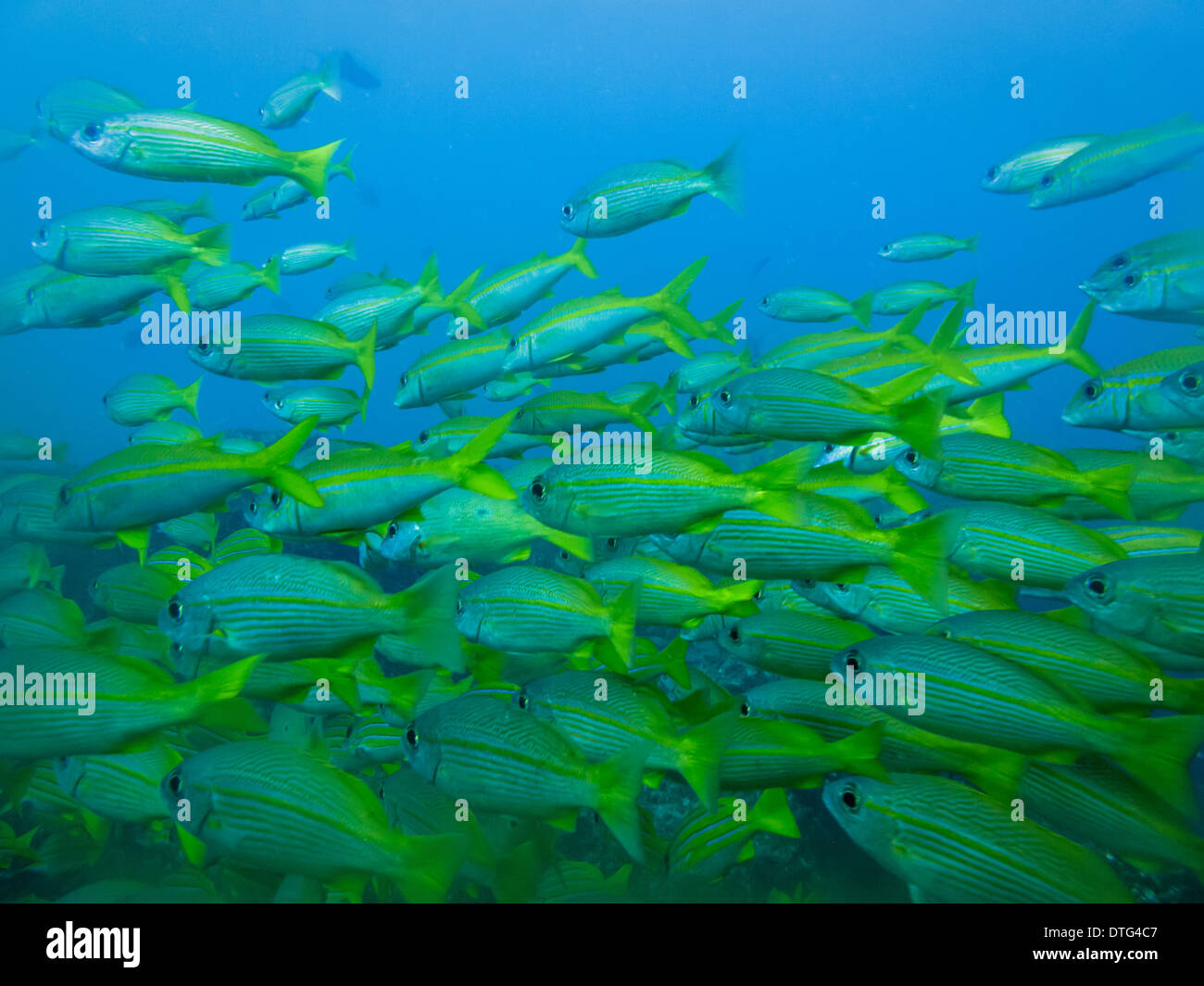 Snapper Fish In Water