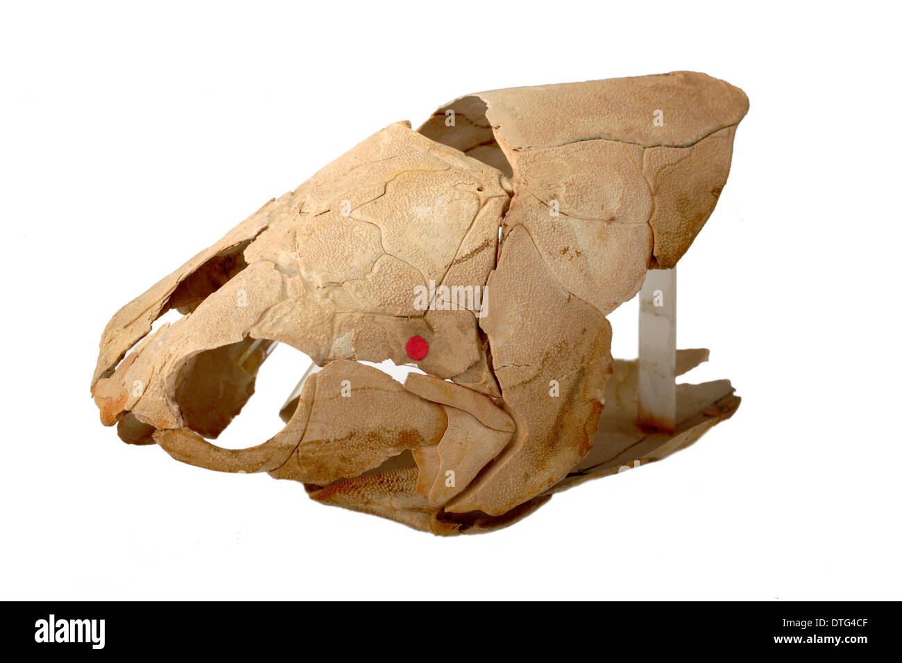 Fish rock Cut Out Stock Images & Pictures - Alamy