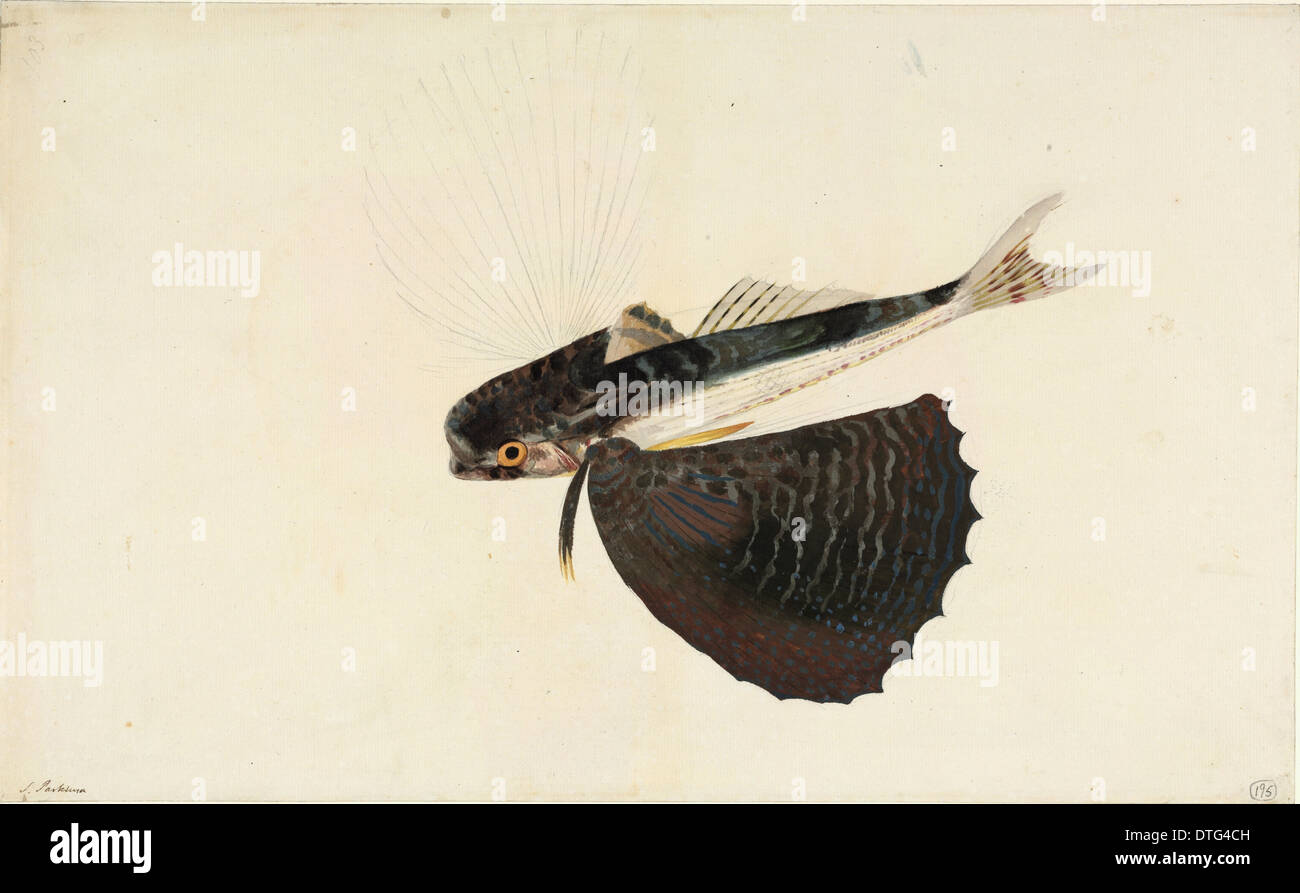 Dactylopterus volitans, flying gurnard Stock Photo - Alamy