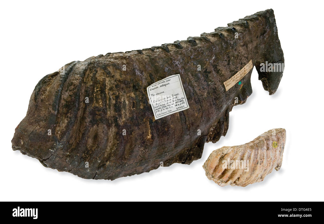 Tooth deer hi-res stock photography and images - Alamy