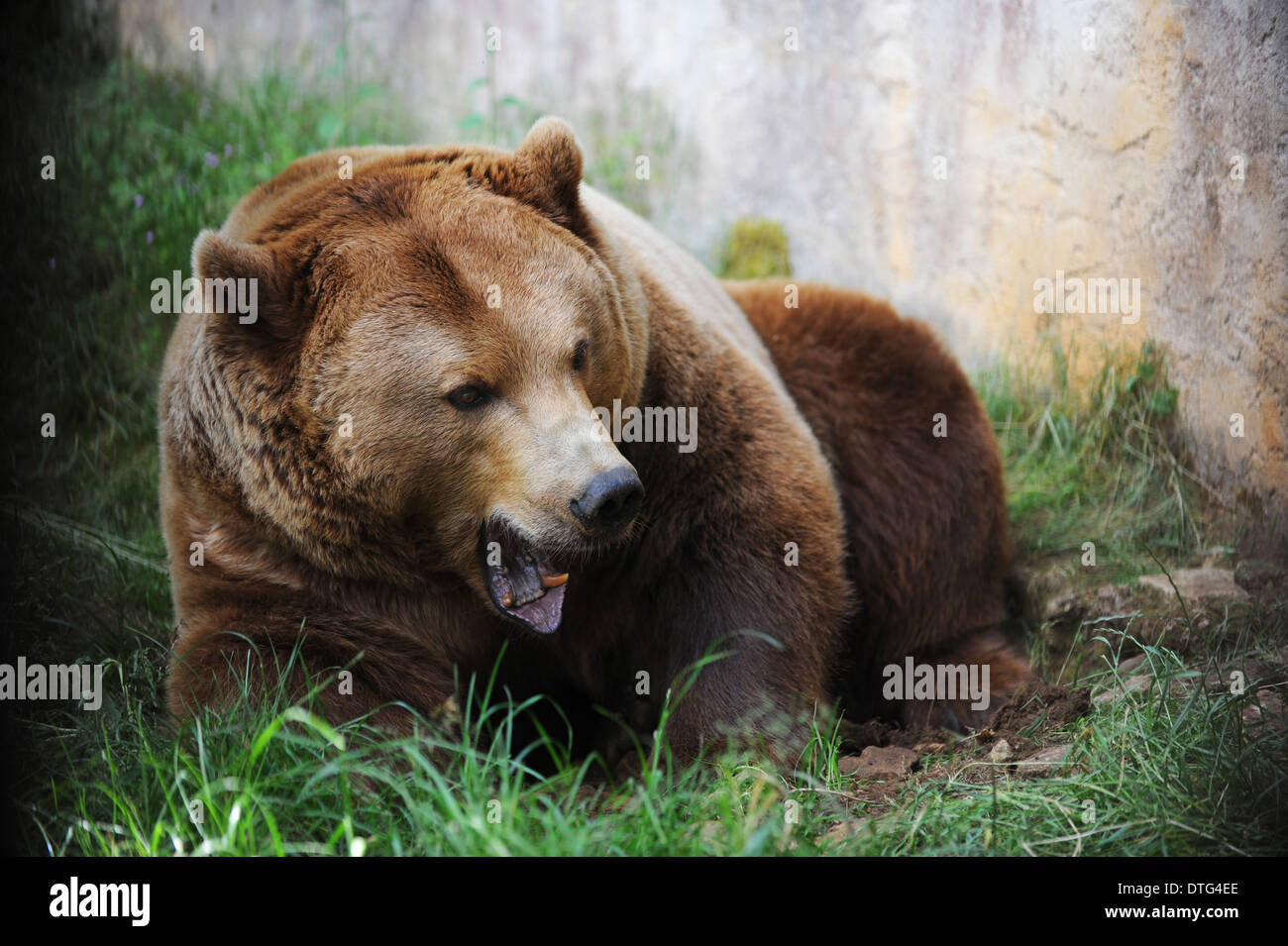 Captive bear hi-res stock photography and images - Alamy