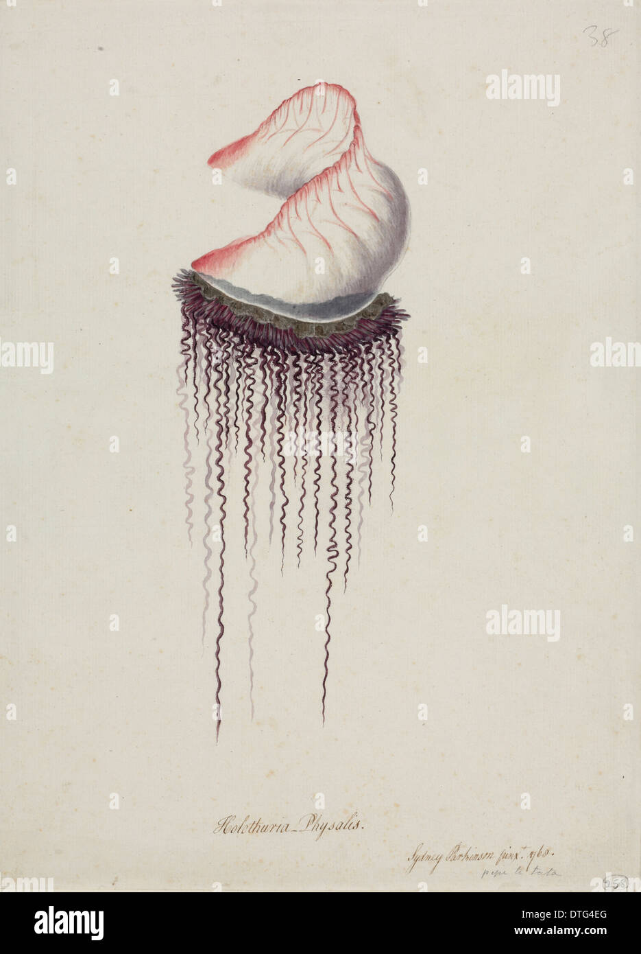 Physalia physalis, Portuguese man-of-war Stock Photo - Alamy