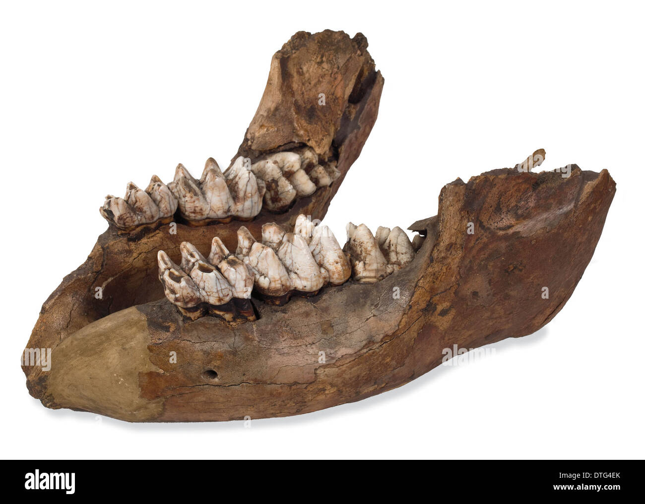 Jaw bone of an elephant hi-res stock photography and images - Alamy