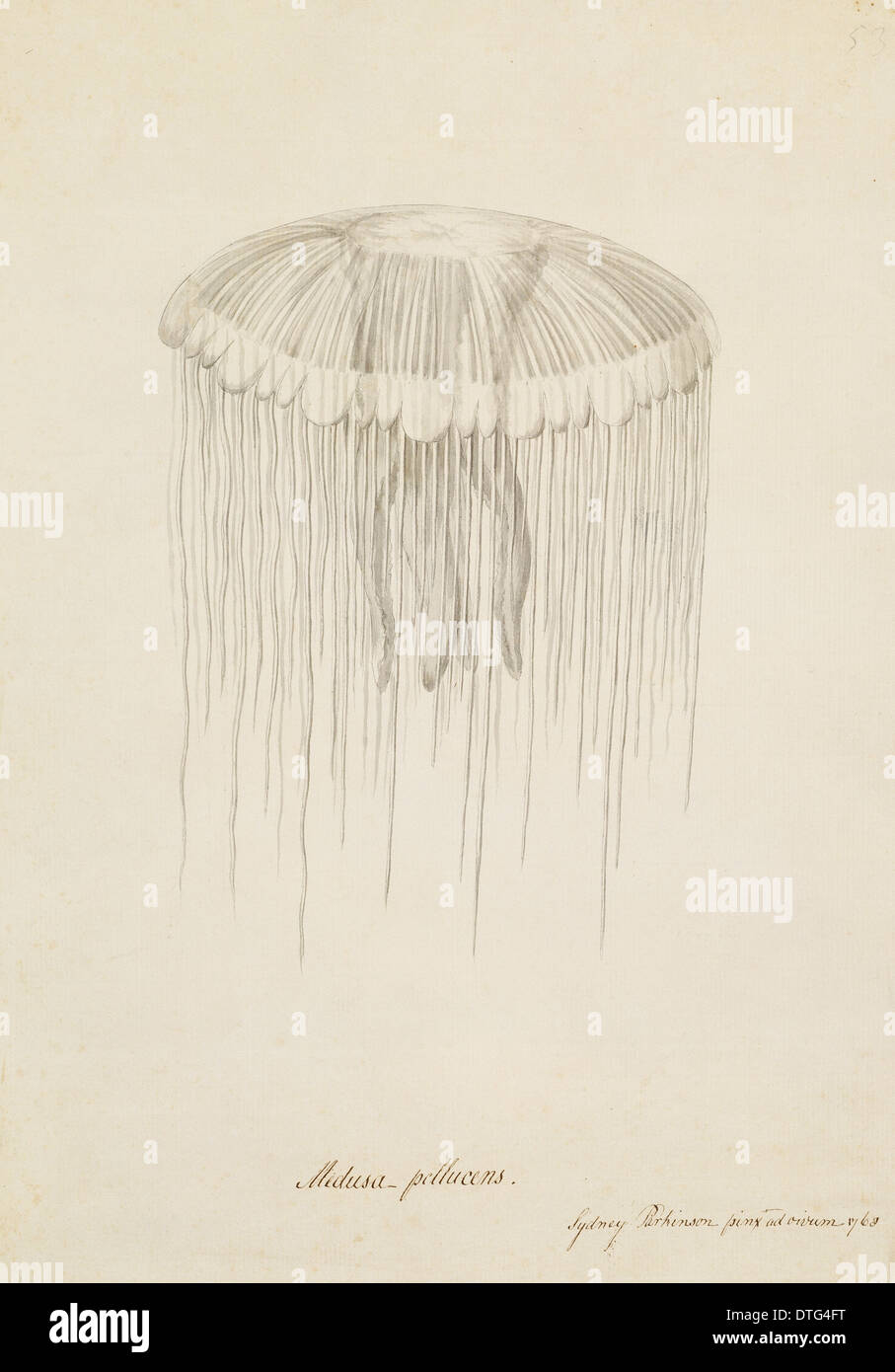 Jellyfish drawing hi-res stock photography and images - Alamy
