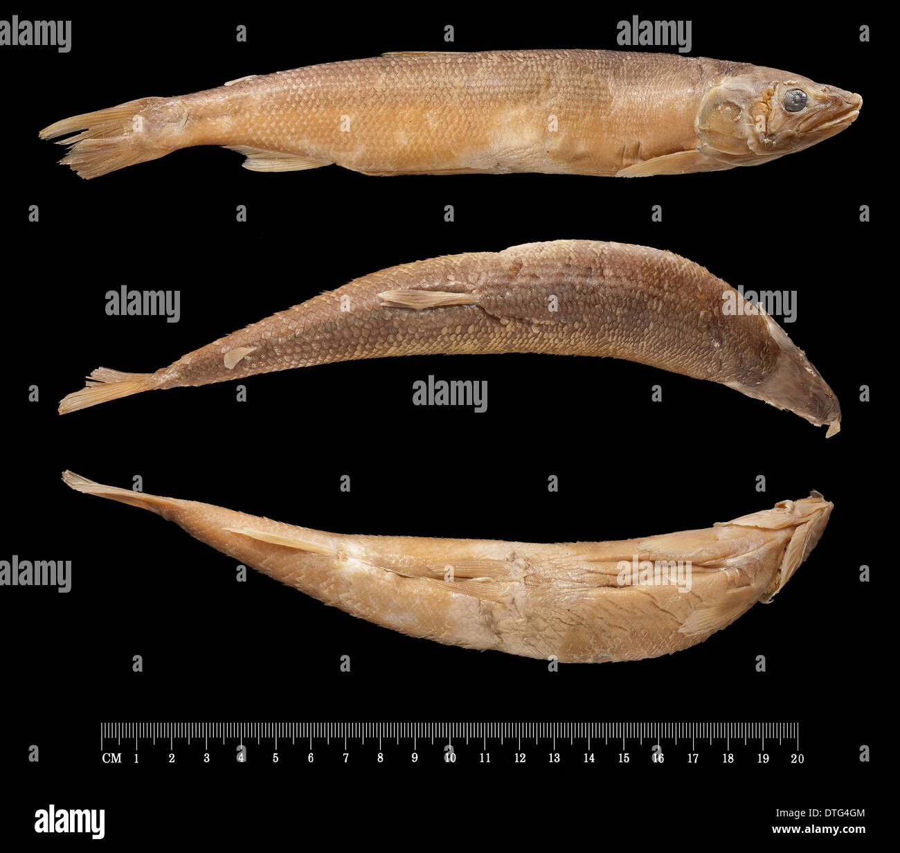 New zealand smelt hi-res stock photography and images - Alamy